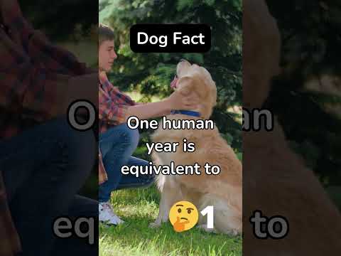 How old is your dog in human years ? 🐕 #dogs