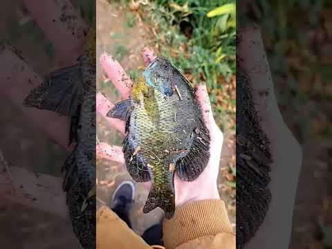 Monster Pan Fish out of Small River! #shorts #subscribe #river #fish #bluegill