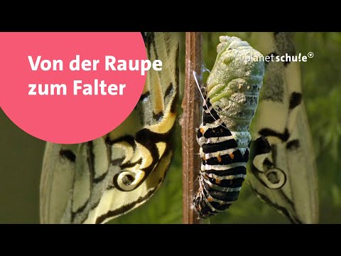 Wie wird eine Raupe zum Falter? - Frage trifft Antwort | Planet Schule