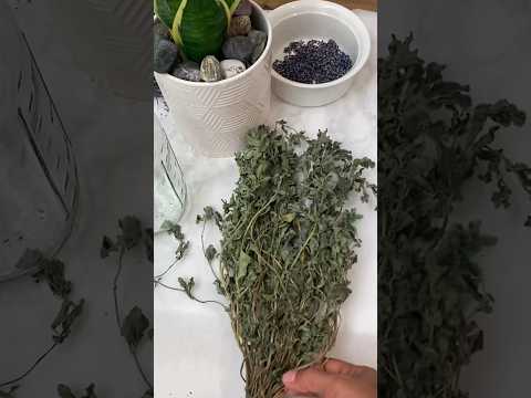 How to Harvest and dry Oregano #shorts