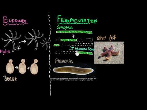 Budding, fragmentation, regeneration & spores (video) | Khan Academy