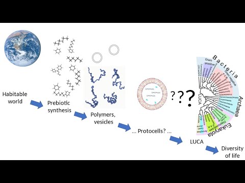 From the First Organism to LUCA: The Evolution of Life's Core Processes