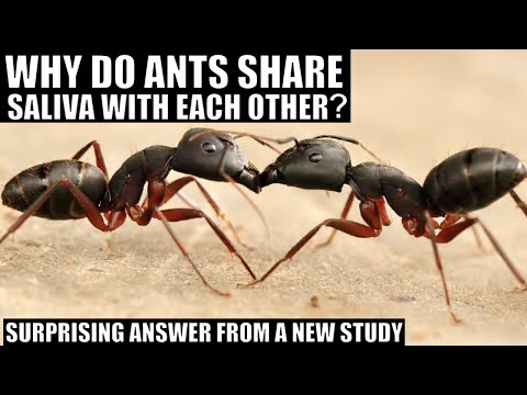 Ants Are a True Superorganism - They Literally Share a Stomach