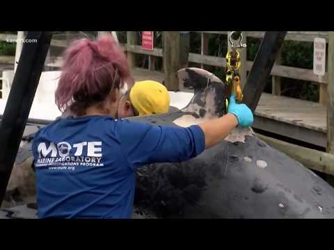 First hand account of Florida's toxic red tide blooms
