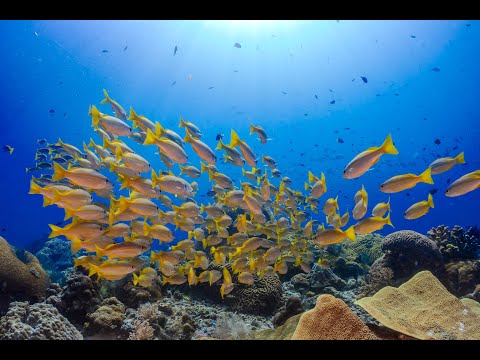Raja Ampat Liveaboard Neptune One