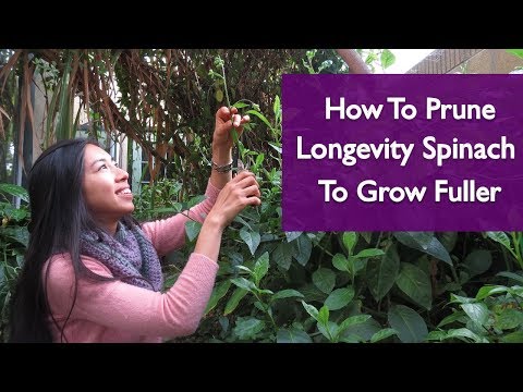 How To Get Gynura Procumbens (Longevity Spinach) To Grow Fuller