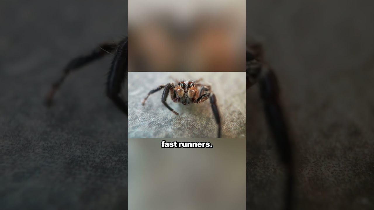 How are Wolf Spiders Different From House Spiders?