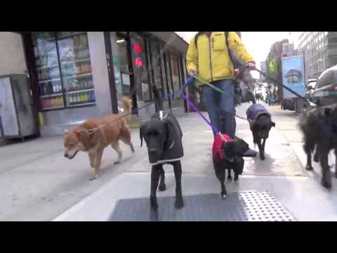 Dog Walking Service in Manhattan - Group Dog Walks - The K-9 Club NYC