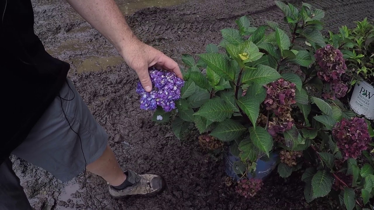 #TreeTipTuesday - Hydrangea macrophylla 'BloomStruck