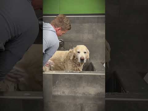 Golden Retriever Goes to the Spa for the First Time