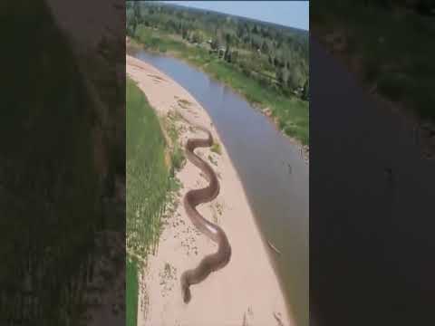 World Biggest Snake in Amazon Jungle #shorts