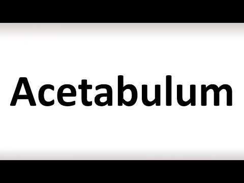 How to Pronounce Acetabulum (correctly!)