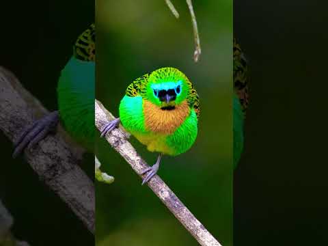 The brassy-breasted tanager is a species of bird in the family Thraupidae. #birds #birdslover