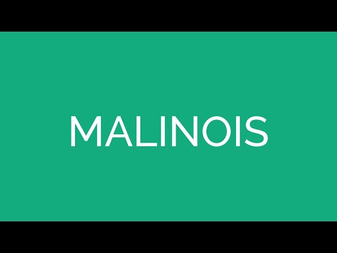 How To Pronounce Malinois