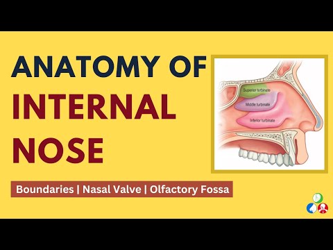 Anatomy of Internal Nose