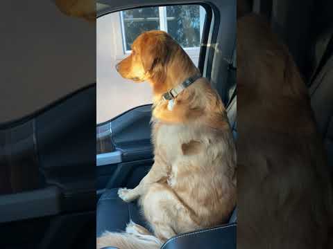 Dog looks betrayed when he realizes he's at the Vet.