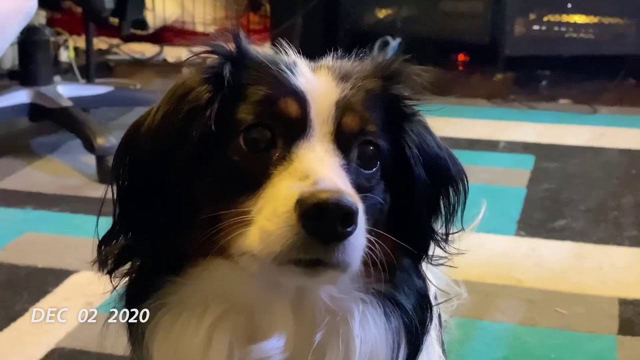 1 Second Everyday - December 2020