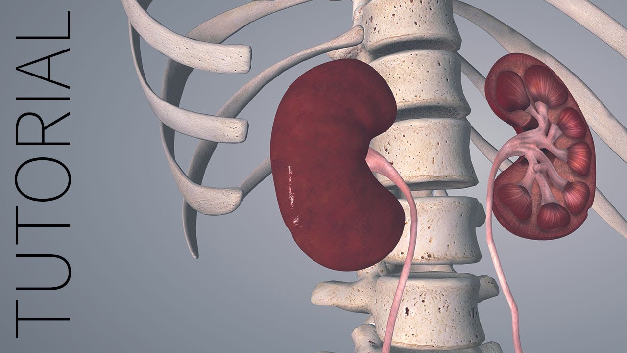 Reset System by System - Essential Anatomy 5 Tutorial