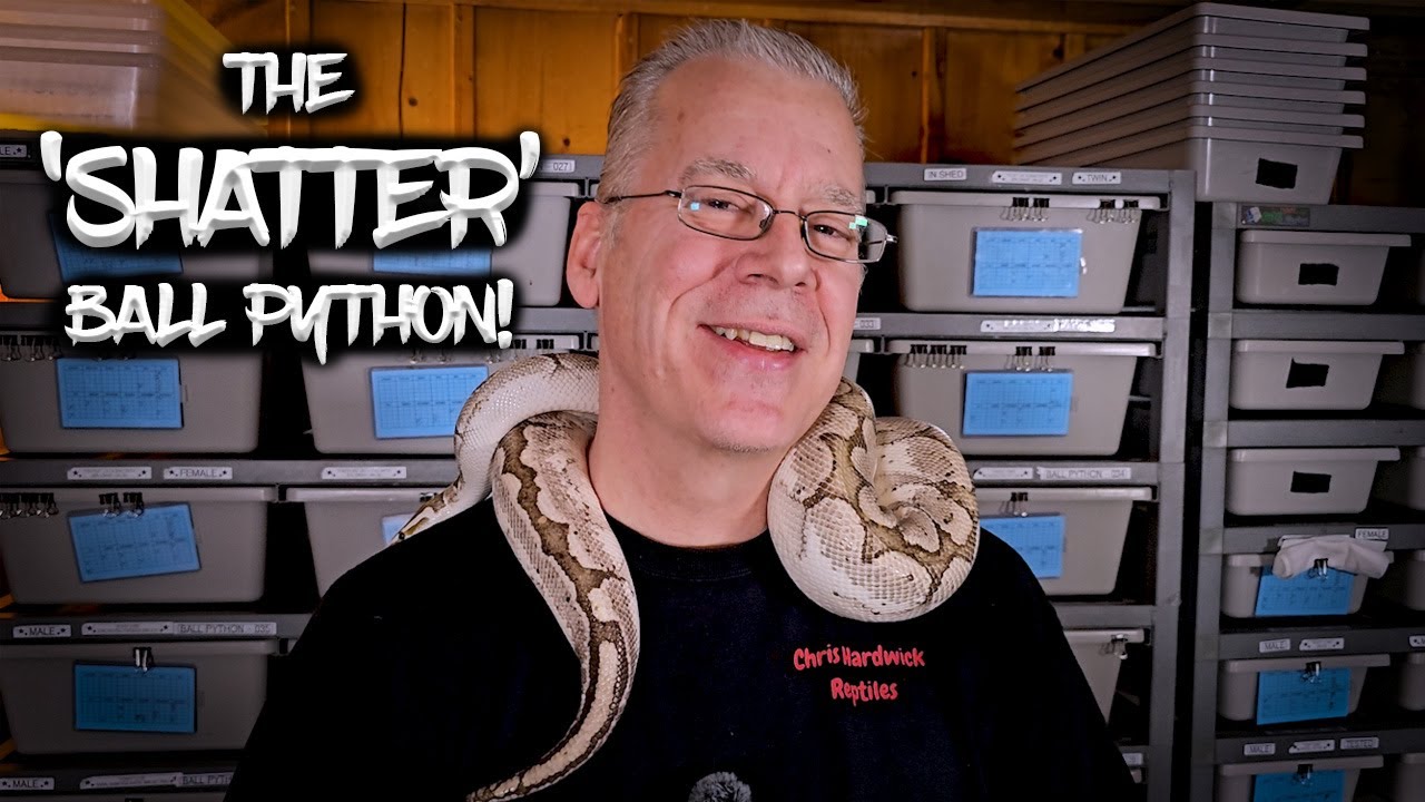 The Shatter Ball Python: The Genetic Paradox!