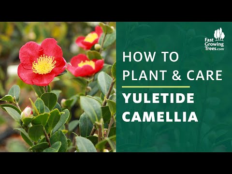 Yuletide Camellia | How to Plant and Care
