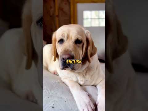 American Labrador vs English Labrador #shorts #labrador