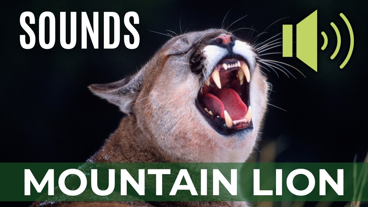 What Does a Mountain Lion Sound Like? (Terrifying Growl of a Cougar)