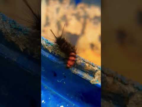 A Bleautiful Orange Caterpillar 🦠