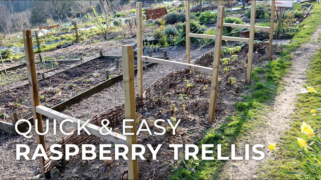 Quick & Easy DIY Raspberry Trellis
