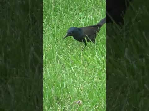 Common Grackle's Cute Walk & He is Getting Worms from the Yard I Backyard Birds #shorts