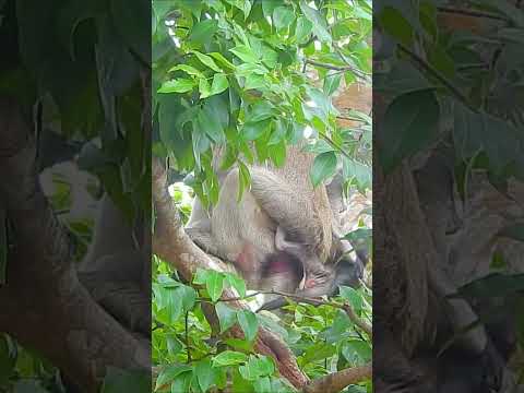 So Peaceful and Relax #monkeys #monkeyaround #babymonkey
