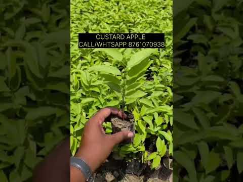 CUSTARD APPLE || Do contact for order 8761070938...