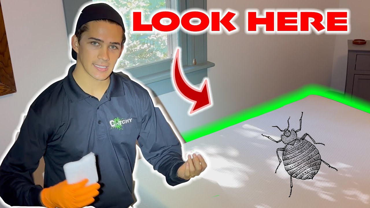Bed Bug Identification + Treatment Options