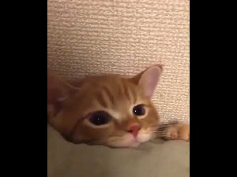 cute cat gif