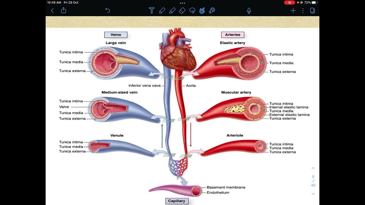 CVS|Histology of the HEART|Module system
