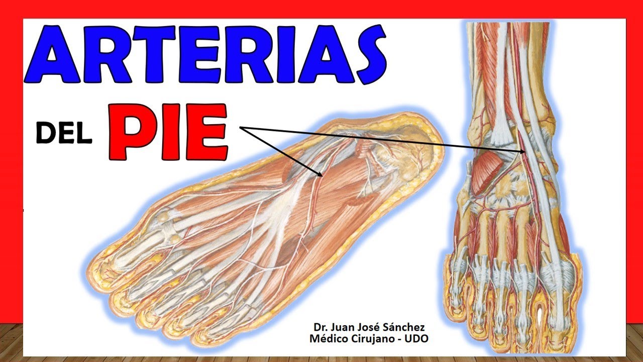 🥇 ARTERIES OF THE FOOT. (Pediatric and Plantar Arteries). Plantar Arch. Easy explanation!