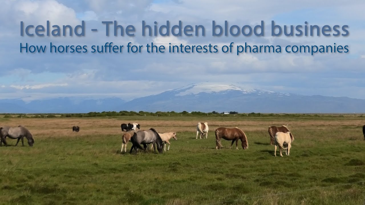 New documentary calling for an end to Iceland’s blood farms | FEIF