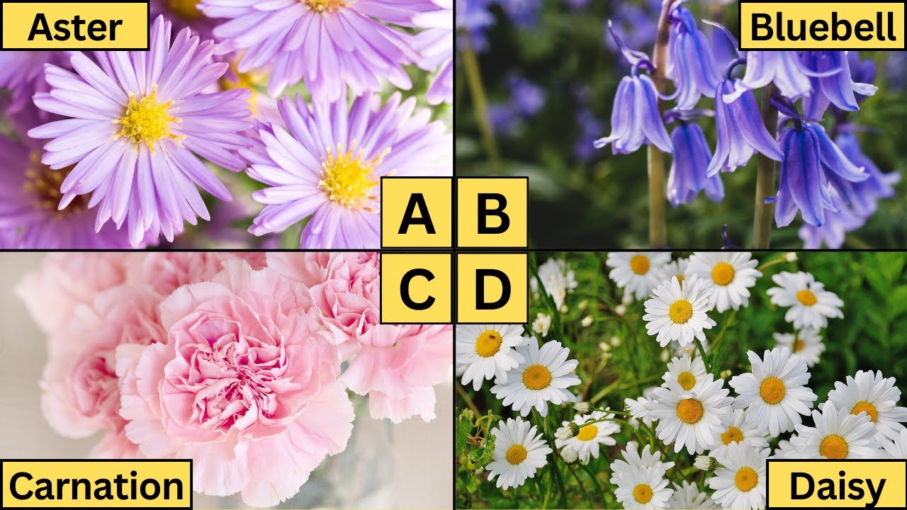 ABC Bloemen | Leer het alfabet van A tot Z | Mooie bloemen voor kinderen