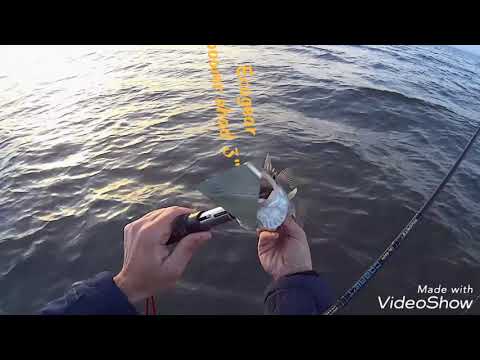 Wading Sea Spinning..SeaBass game