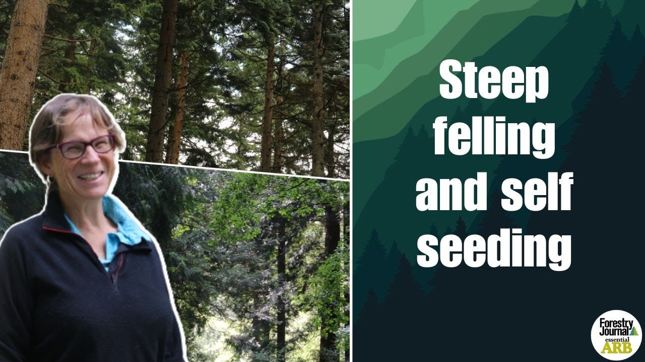 The inside story of Wales' bid to restore its ancient woodlands