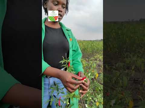 Chilli Farming in Kenya.