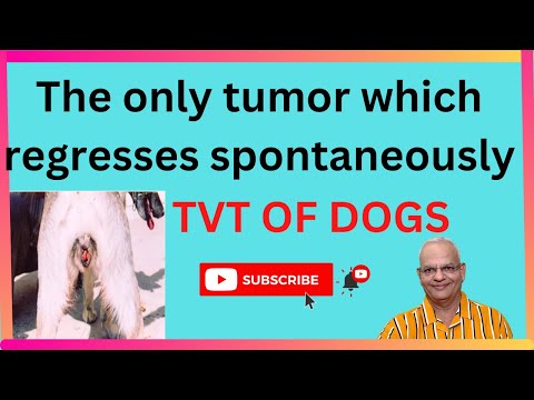 Watch a Self-Regressing Dog Tumor that Scientists Are Unable To Understand! I Shorts