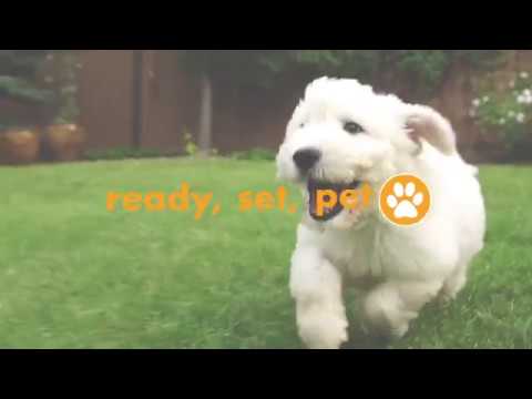 "Ready, Set, Pet" Facts - Why You Should Watch The CW's "Ready, Set, Pet"