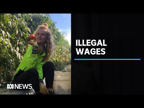 Backpackers warn of dodgy labour hire providers paying them illegal wages | ABC News