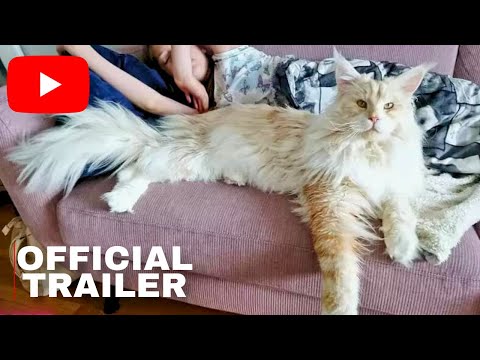 Maine Coons - The Largest Domestic Cat Breed [2023]