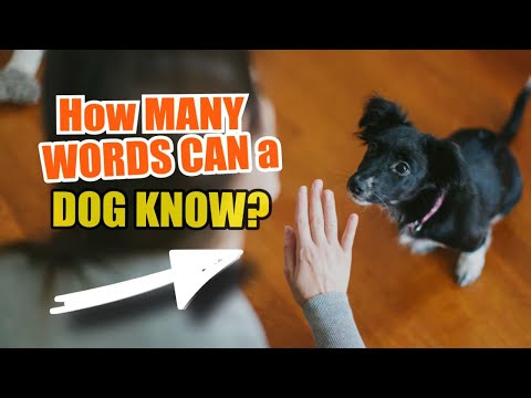 🐶✏️ How MANY WORDS can a DOG KNOW?