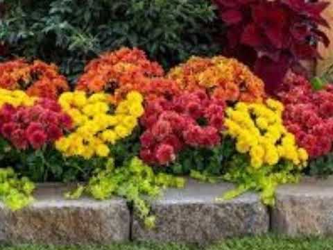 Beautiful Perennial Flowers in Garden