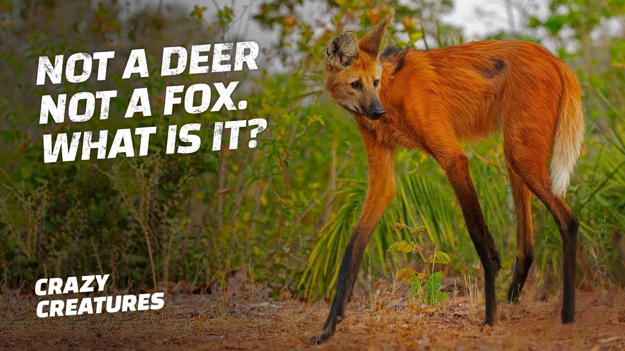 The Maned Wolf