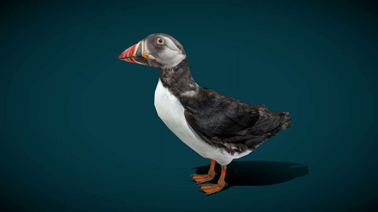 Atlantic Puffin Seabird Animal 3D Model