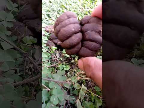 What animal's dung is this? #shorts
