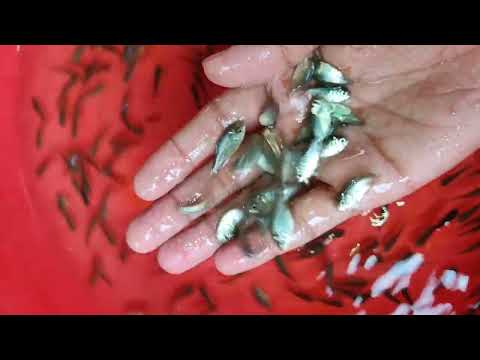 Rupchanda Fish Seed - Wholesale Price & Mandi Rate for Rupchanda seed ...